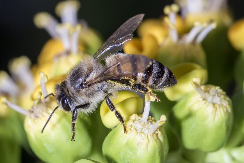Bee on the Flower Close Up - Macro Bee Stock Image - Image of animal ...