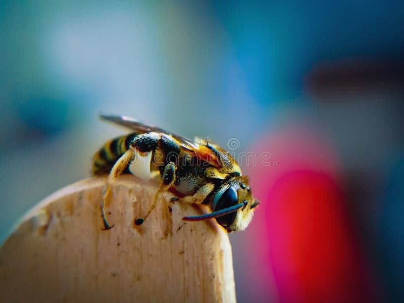 Photo of Bee Insect Object with Macro Concept Stock Photo - Image of ...