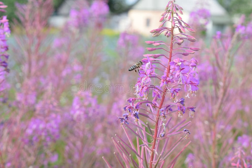 The Bee Pollinates the Flower of the Ivan-cha Stock Photo - Image of ...
