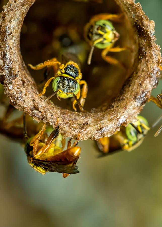 Bee Tetragonisca Angustula on Flower Macro Photo - Bee Jatai ...