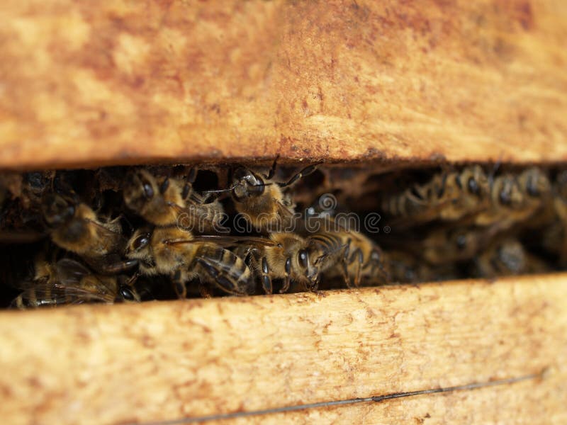 Photo Of Bees Picture. Image: 109911192