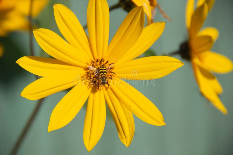 Photo of Bees Pollinating Yellow Flowers Stock Image - Image of floral ...