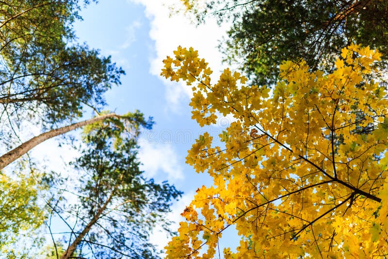 Photo from Below Autumnal Tree and Sky Stock Photo - Image of leaf ...