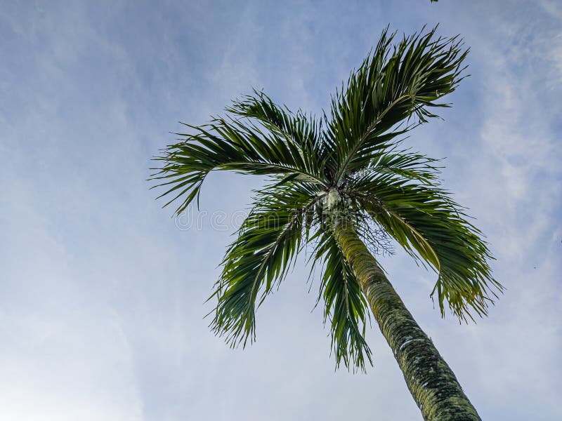 Photo of Betel Nuts Falling from the Tree Stock Image - Image of plant ...