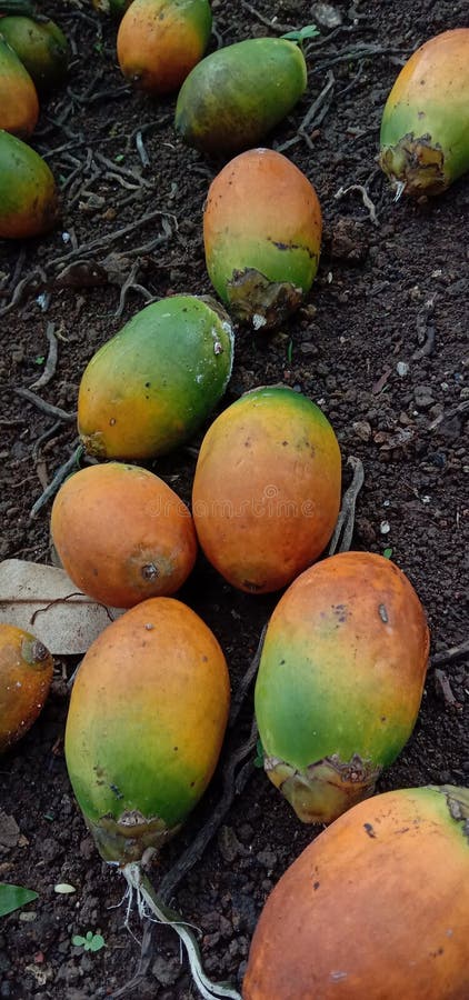 Photo of Betel Nuts Falling from the Tree Stock Image - Image of plant ...
