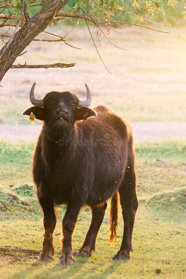 Photo of a big buffalo stock photo. Image of african - 184634824