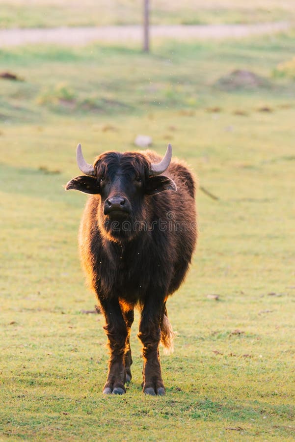 Photo of a big buffalo stock image. Image of safari - 184634887