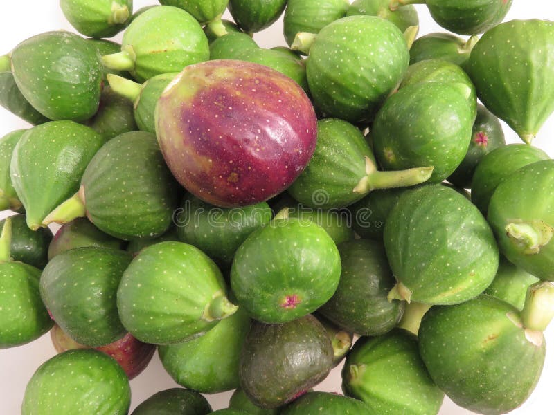 Big and Little Figs Picked from the Tree Stock Photo - Image of ...