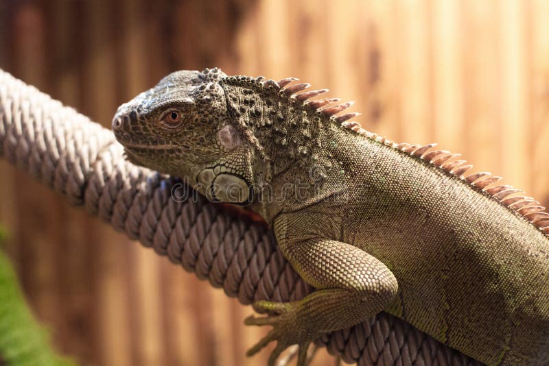 Photo of big lizard stock image. Image of creature, jaws - 69883737