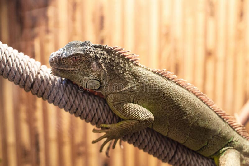 Photo of big lizard stock photo. Image of dragon, aquatic - 69884052