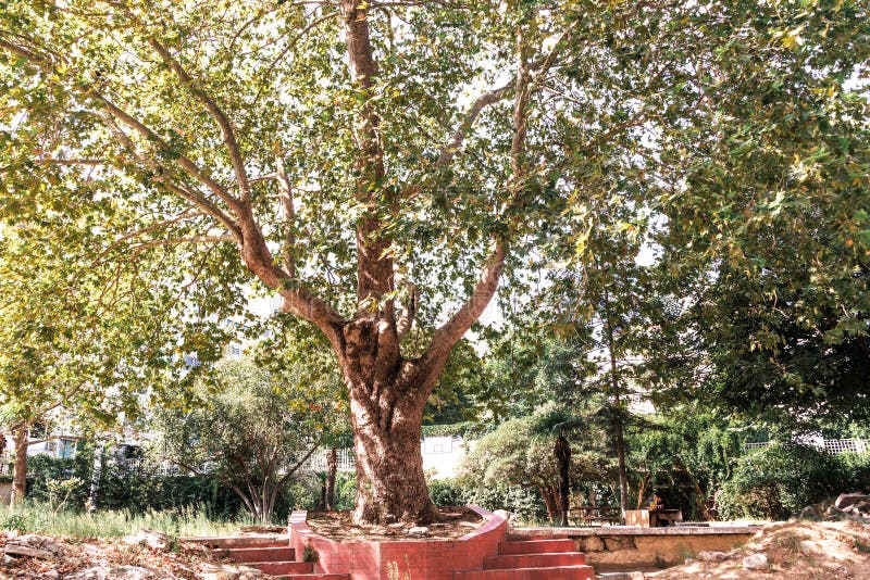 Big Tree in the Middle of the Old Courtyard Stock Image - Image of ...