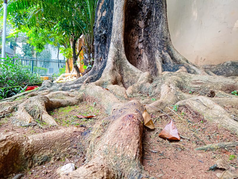 Photo of Big Tree Roots in Yard Stock Photo - Image of holiday, brown ...