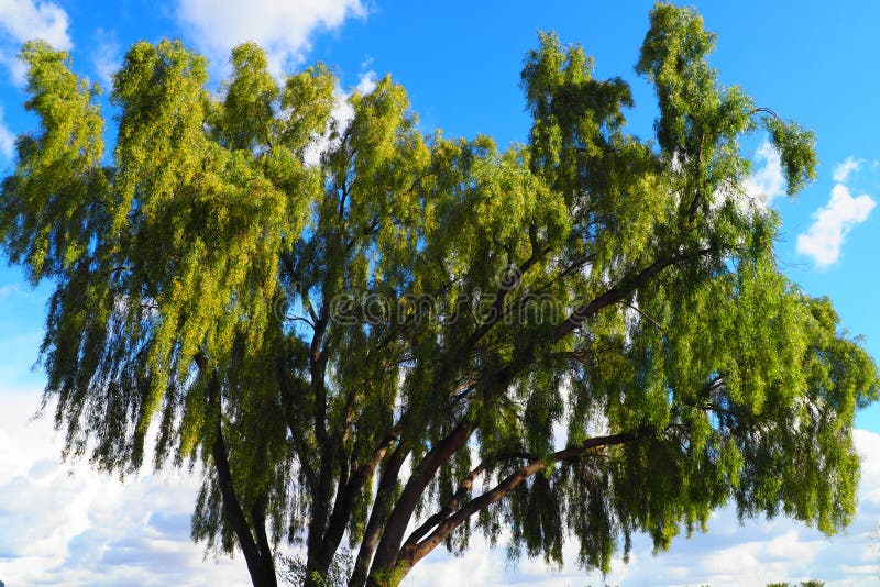 The Big Tree stock image. Image of standing, tree, vgphotoz - 167371891