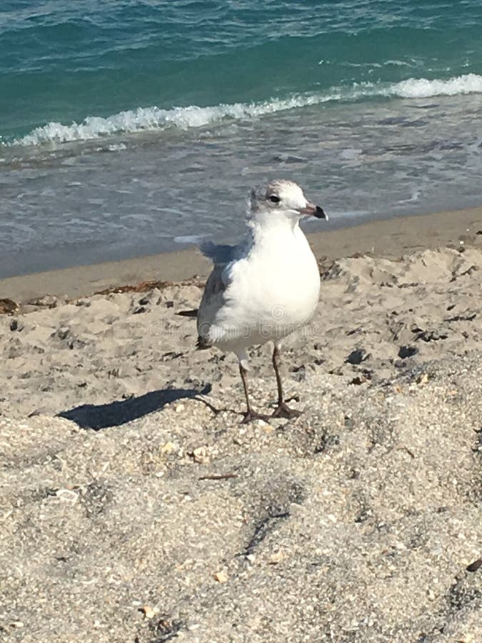 A Photo of a Bird at the Beach. Stock Image - Image of background, bird ...
