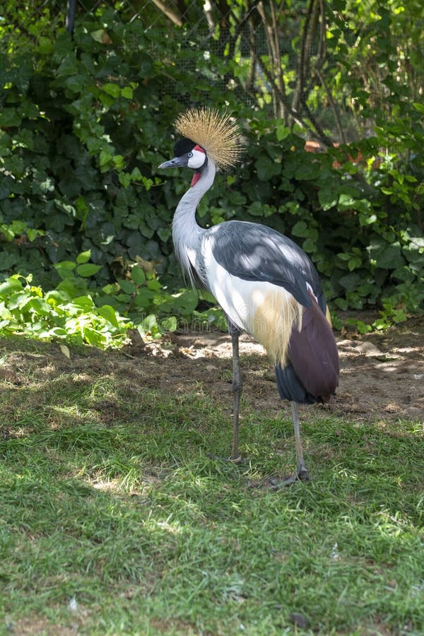Photo a Bird Black Crowned Crane Stock Photo - Image of crown, bird ...