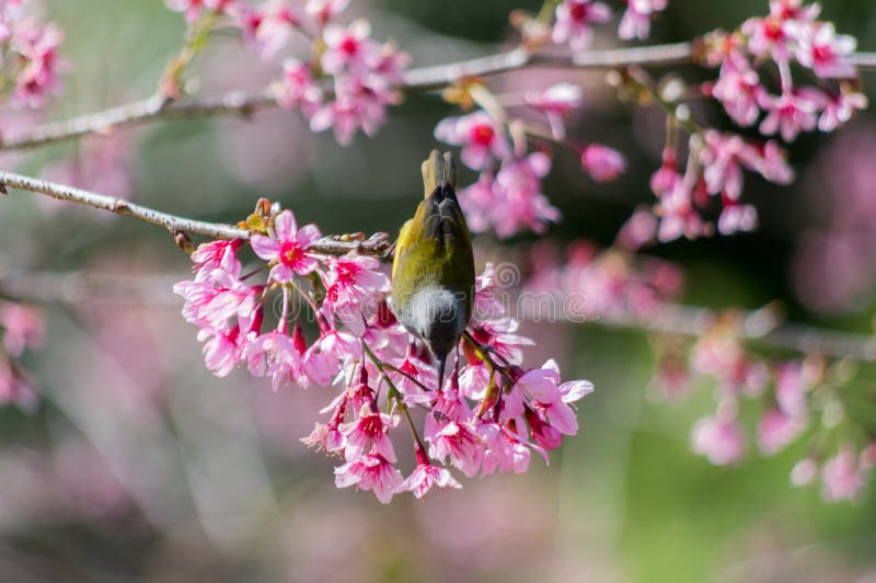 Bird and sakura stock photo. Image of lake, flare, magicbokeh - 111642564
