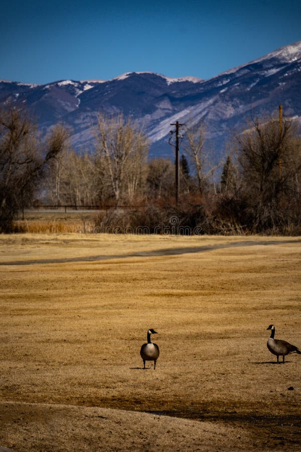 Geese in the Park stock photo. Image of sunset, grass - 270594478