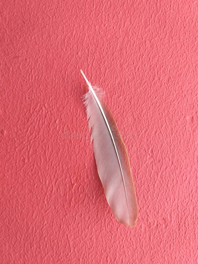 Photo of Bird Wings Falling on the Floor on a Red Background Stock ...