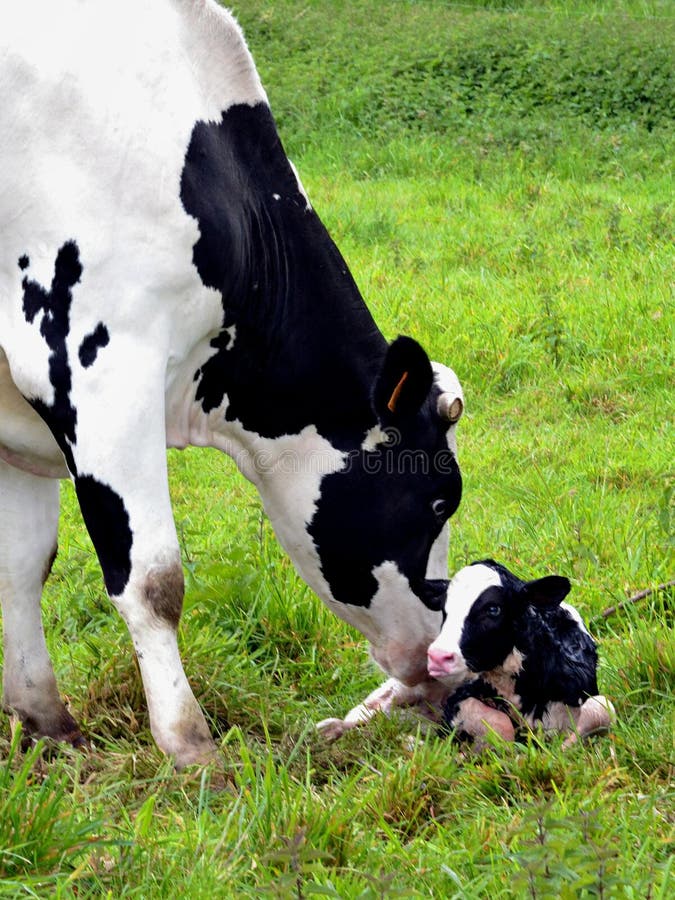 Birth of a calf stock photo. Image of ferme, campagne - 319382032