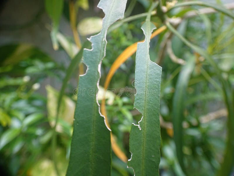 Bited small leaf by insect stock photo. Image of outdoor - 262221074