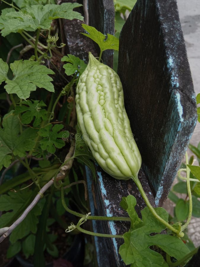 Photo of Bitter Melon in the Yard Stock Image - Image of bitter ...