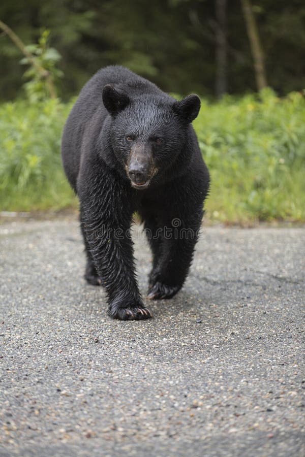 Photo of a Black Bear Crossing a Mountain Road Stock Image - Image of ...