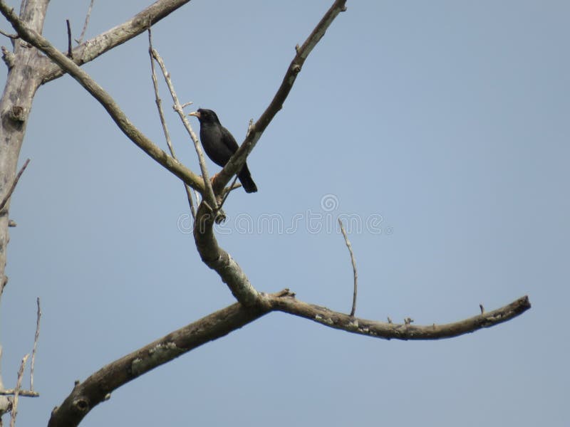 The Photo of a Black Bird and the Branch. Stock Photo - Image of flower ...
