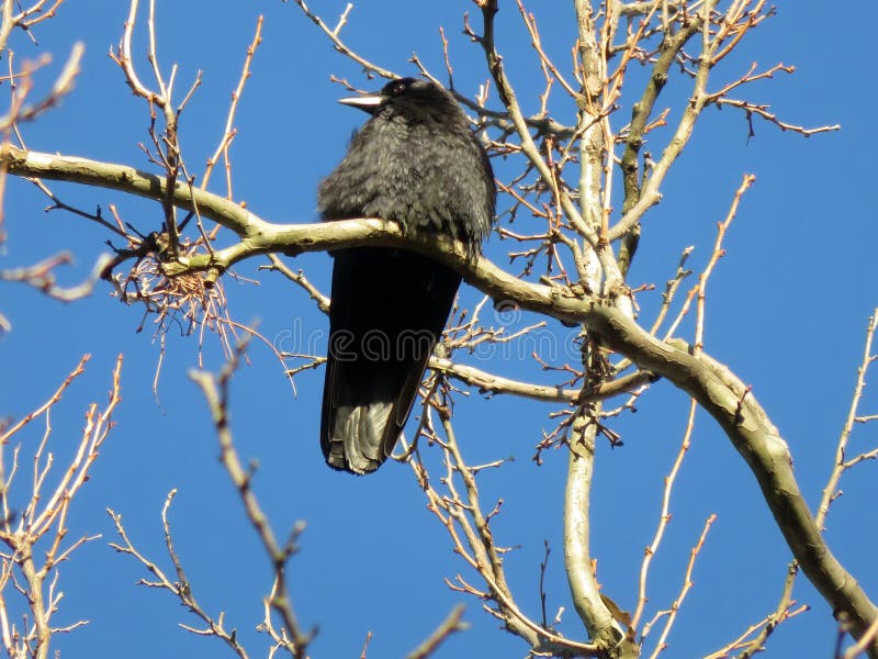 Black Crow Perched High in the Tree on a Branch Stock Image - Image of ...