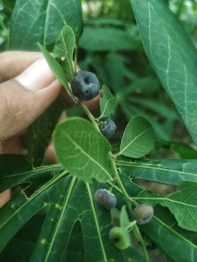 Photo of black fruit stock image. Image of plant, nature - 202991891