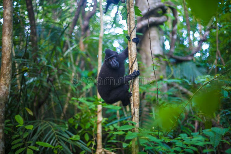 Photo Black Monkey Climbing in a Tree Jungle. Nature Background ...