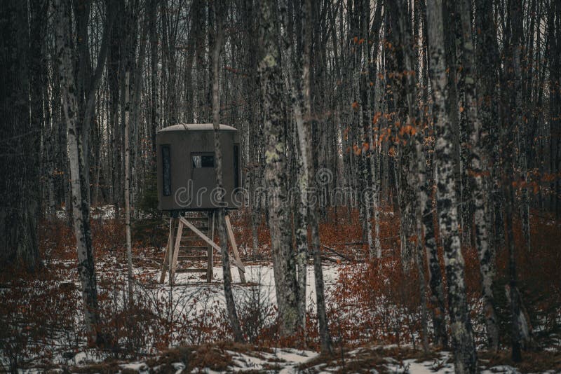 A Photo of a Blind in the Forest Surrounded by Tall Trees Stock Photo ...