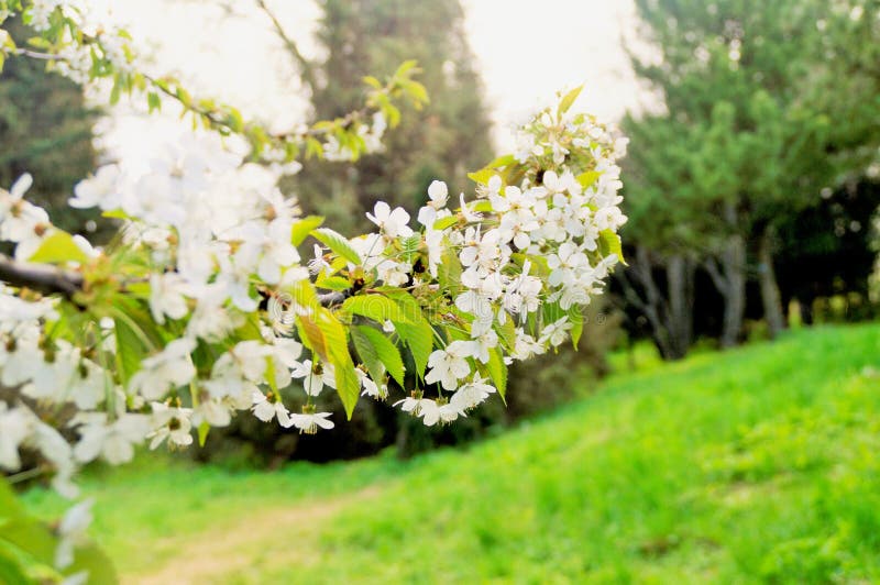 Spring Background. Blooming Apple Tree Stock Photo - Image of beautiful ...