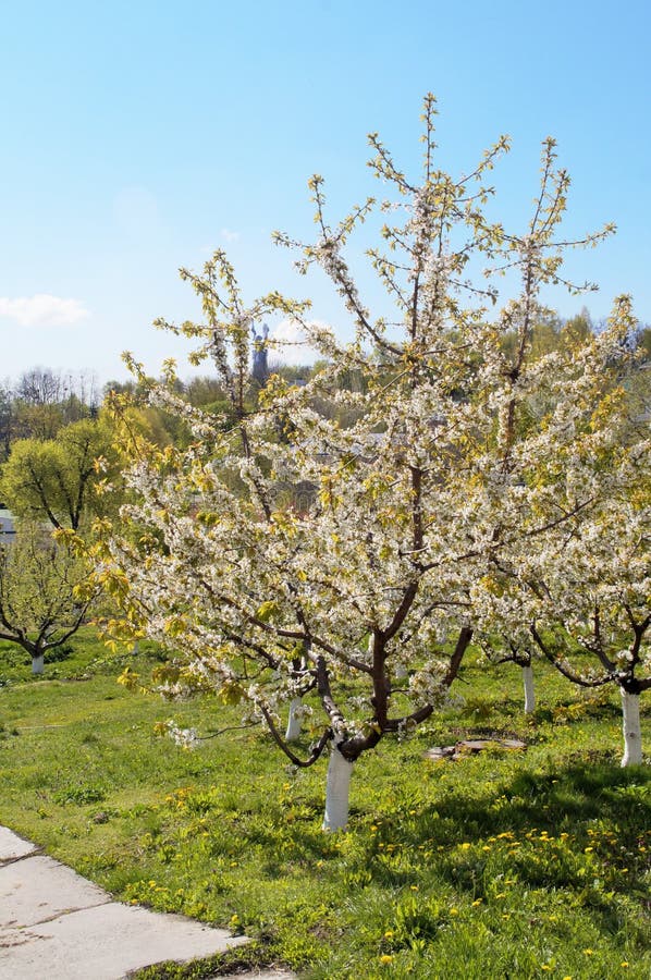 Spring Background. Blooming Apple Tree Stock Photo - Image of landscape ...
