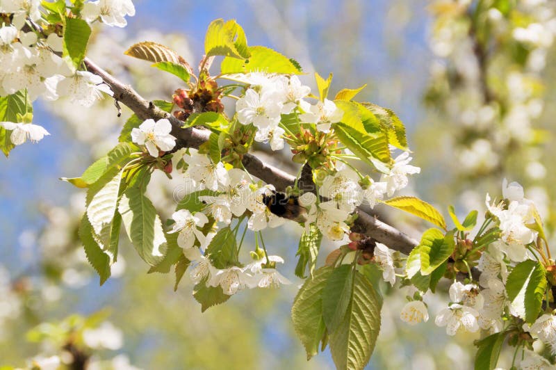 Spring Background. Blooming Apple Tree Stock Photo - Image of beautiful ...