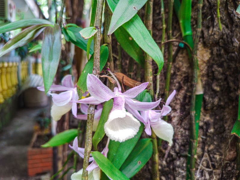 The Photo of the Blooming Dendrobium Aphyllum in Close-up is Sticking ...