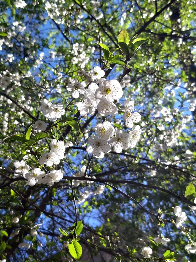 Photo Blooming Tree. Spring Flowers on the Branch Stock Image - Image ...