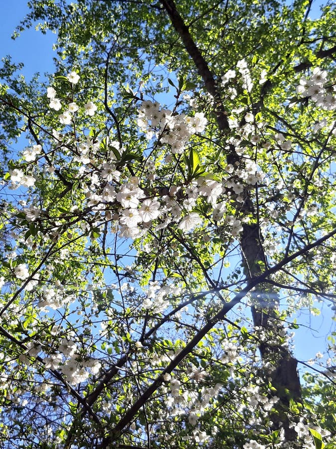 Photo Blooming Tree. Spring Flowers on the Branch Stock Image - Image ...