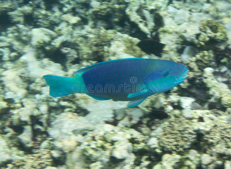 A Photo of Blue Parrot Fish Stock Photo - Image of wrasse, marine ...