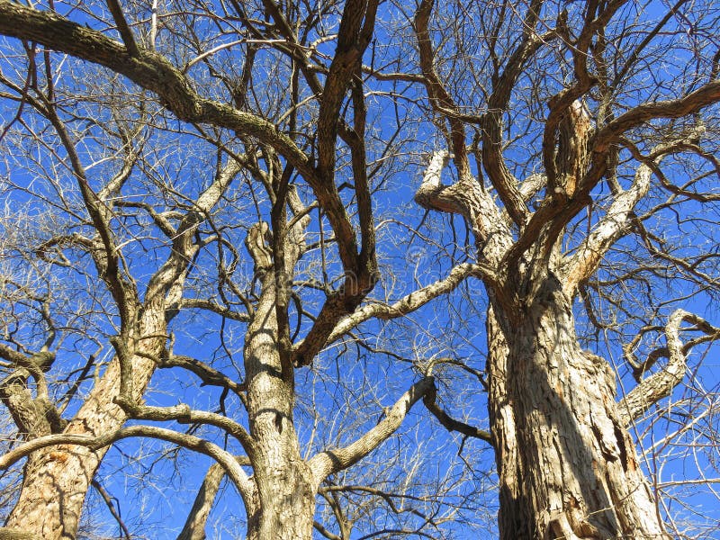 Dramatic Blue Sky and Bare Trees in January Stock Photo - Image of ...