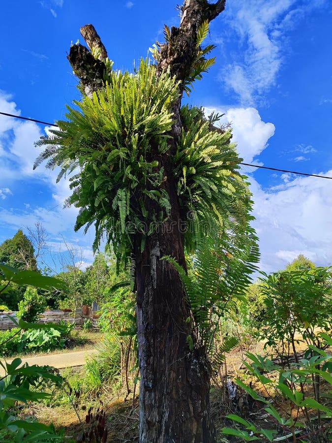 Photo of Blue Sky and Clouds Dead Tree Growing Fern Stock Photo - Image ...