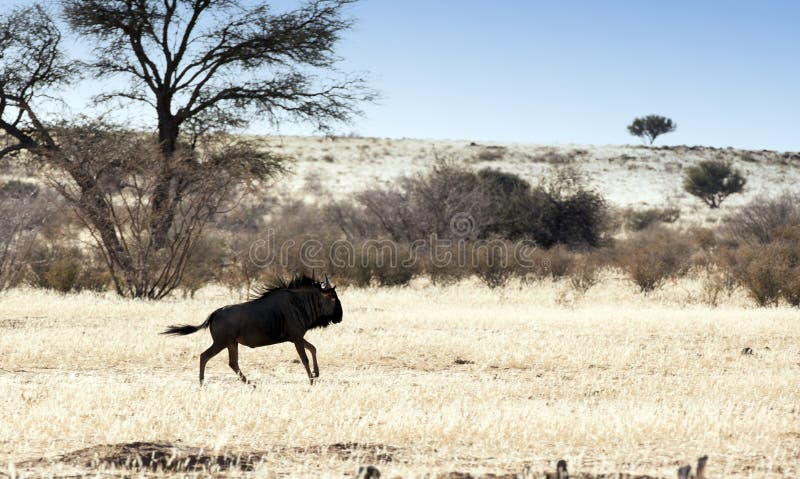 Photo of a blue wildebeest stock image. Image of desert - 297990127