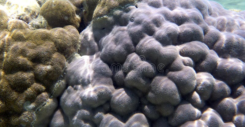 Photo of brain coral stock photo. Image of saltwater - 296948788