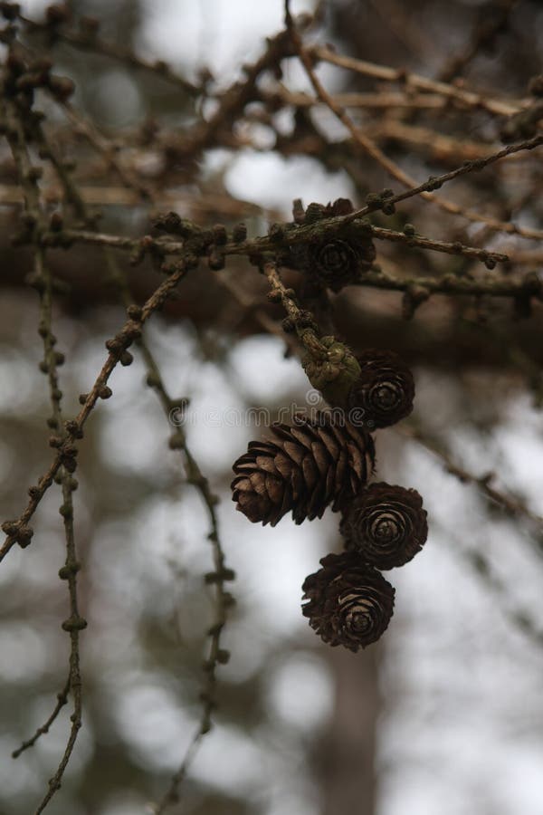 Branch of a Larch Tree with Cones Stock Image - Image of frost ...