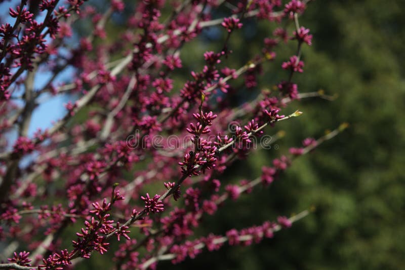 Branches of Chinese Redbud Tree in the Spring Garden Stock Photo ...