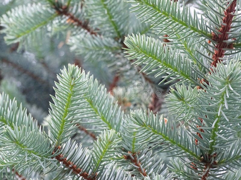 Photo of Branches of a Rare Blue Spruce Close Up Stock Image - Image of ...