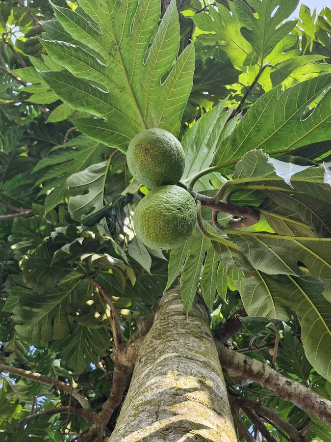 Photo of Breadfruit & X28;buah Sukun& X29; on Tree with Green Leaves ...