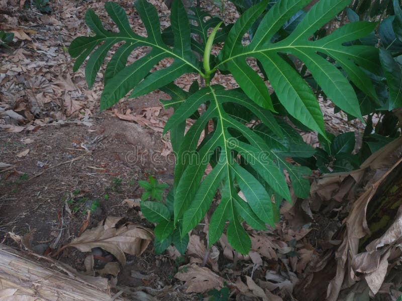 Photo of Breadfruit Trees Growing in the Forest Stock Image - Image of ...