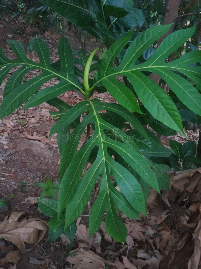 Photo of Breadfruit Trees Growing in the Forest Stock Image - Image of ...