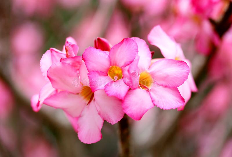 Macro Photo Small White Flowers Stock Photo - Image of nature, beauty ...