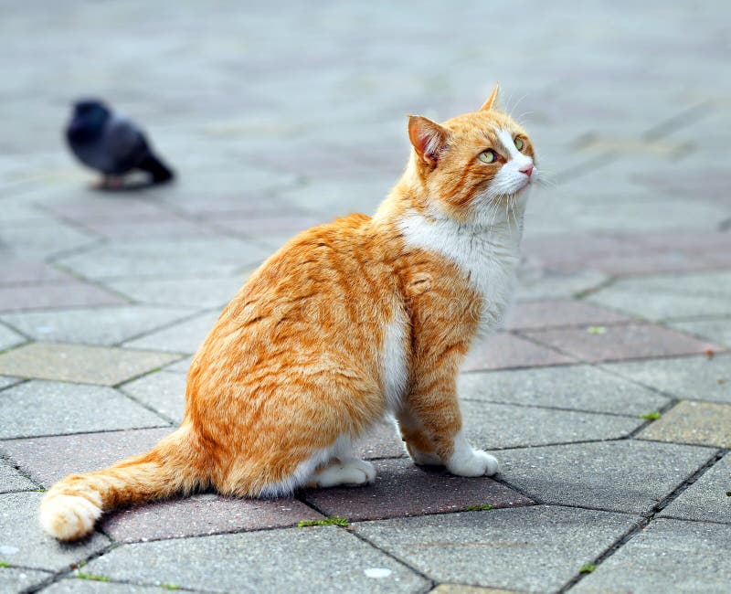 Photo of a Bright Portrait of a Cat Stock Photo - Image of cute, funny ...